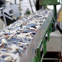 Food Grade / NSF H1 On Lubrication Engineers